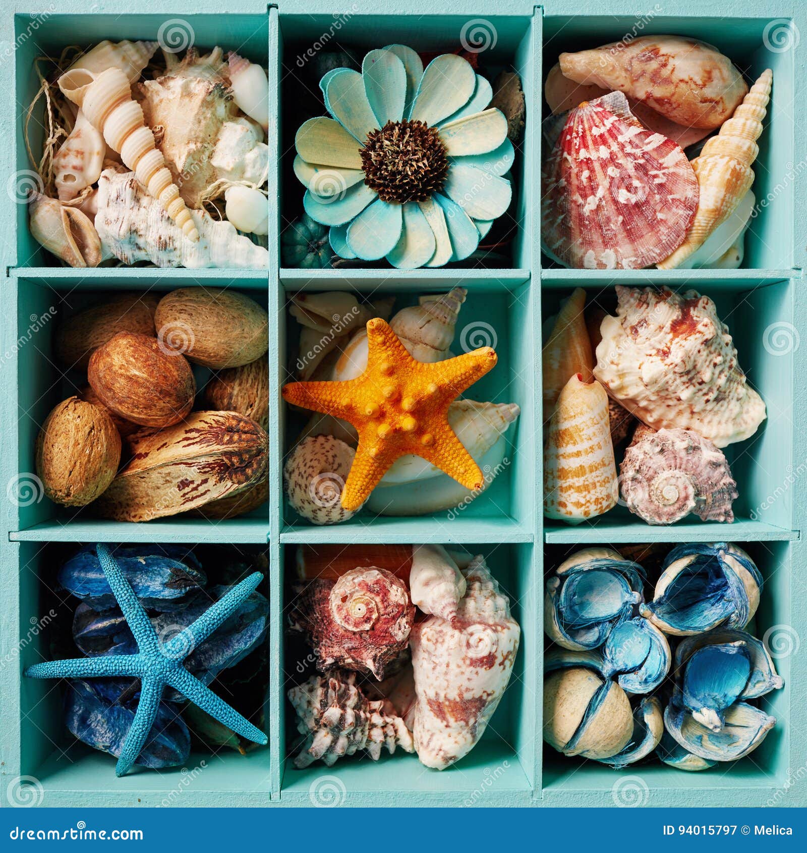 Sea shell display box stock image. Image of aquatic, blue - 94015797