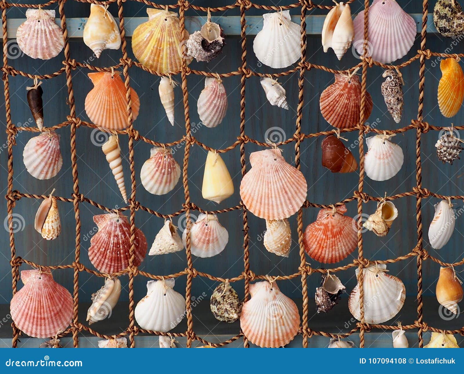 Sea Shell Display with Net stock photo. Image of ocean - 107094108