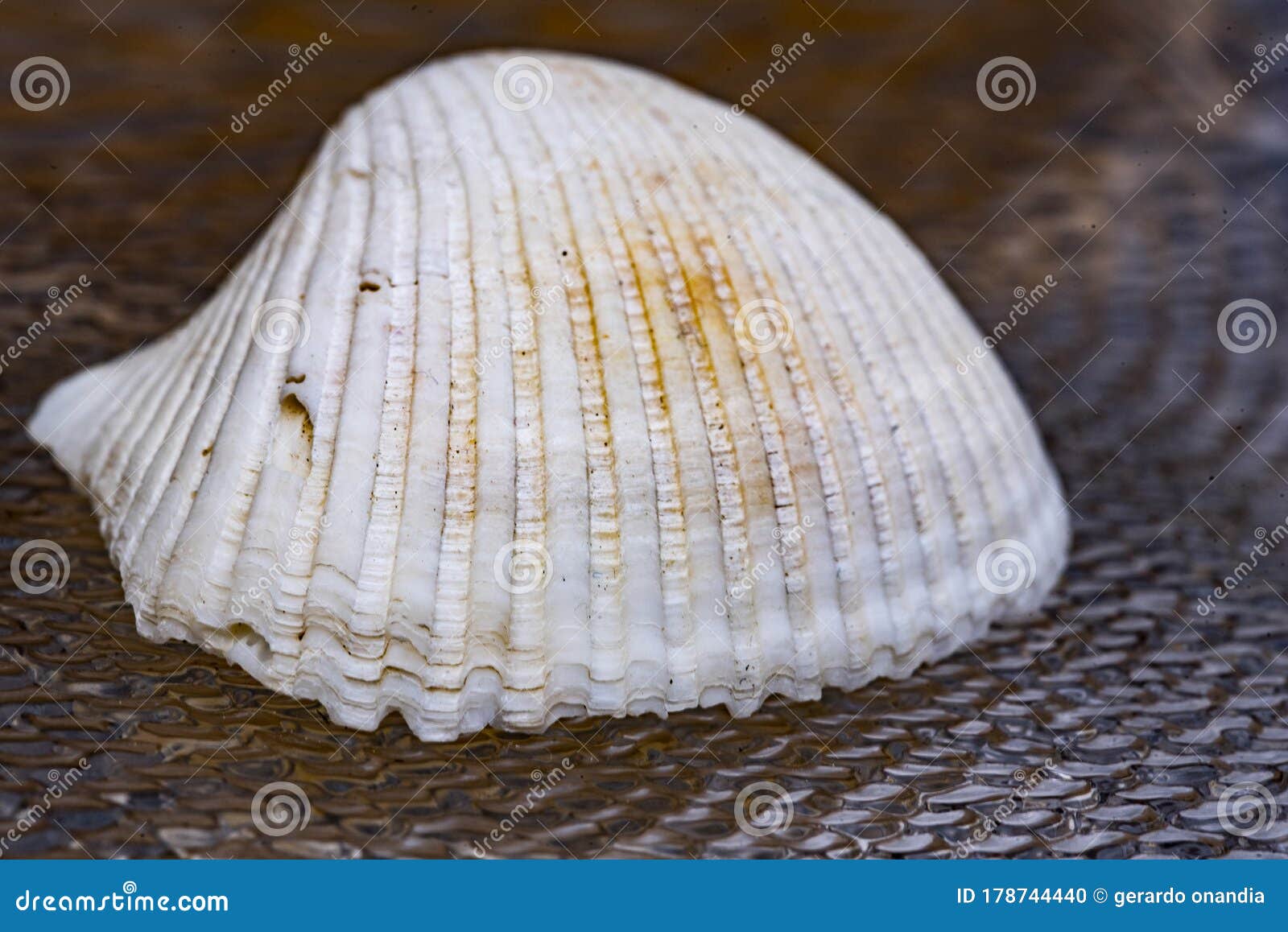 Sea Shell Dragged Out of the Water on the Mud Stock Photo - Image of ...