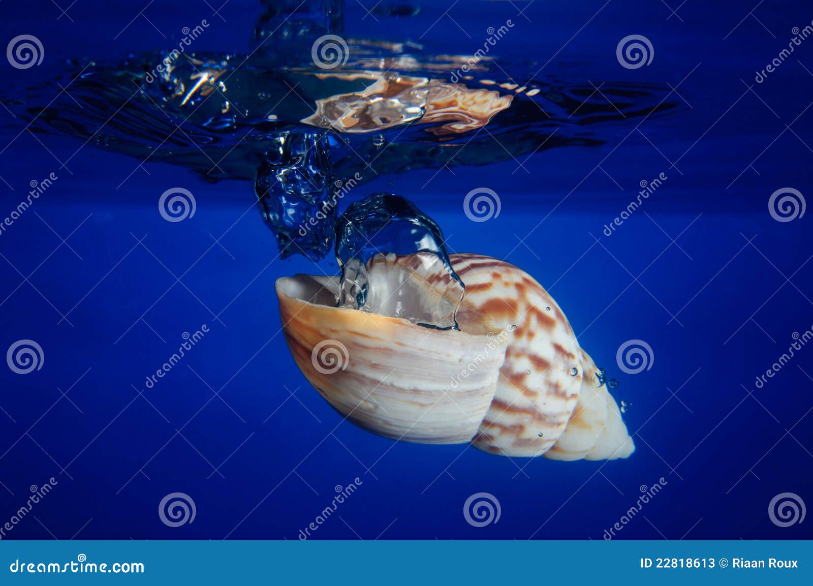 Sea Shell Dropping into Water Stock Image - Image of drop, fall: 22818613