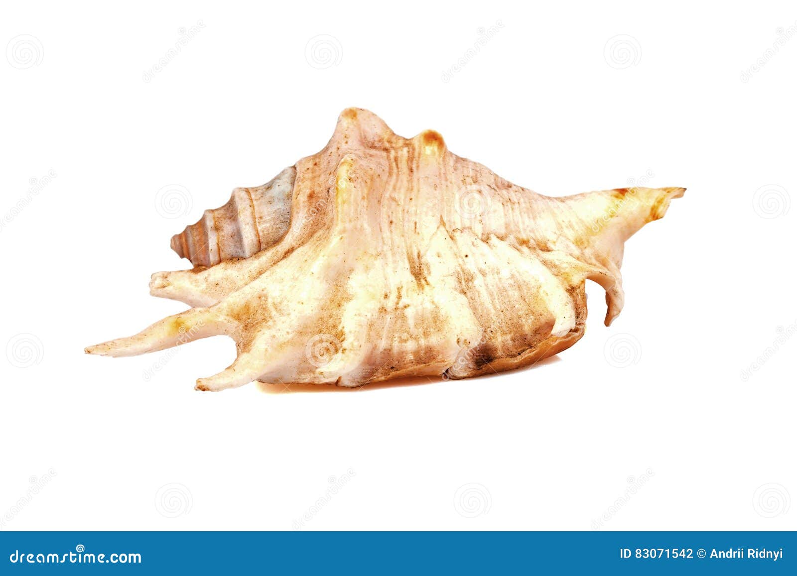 Sea Shell Drupa Rubusidaeus Stock Photo - Image of background, macro ...