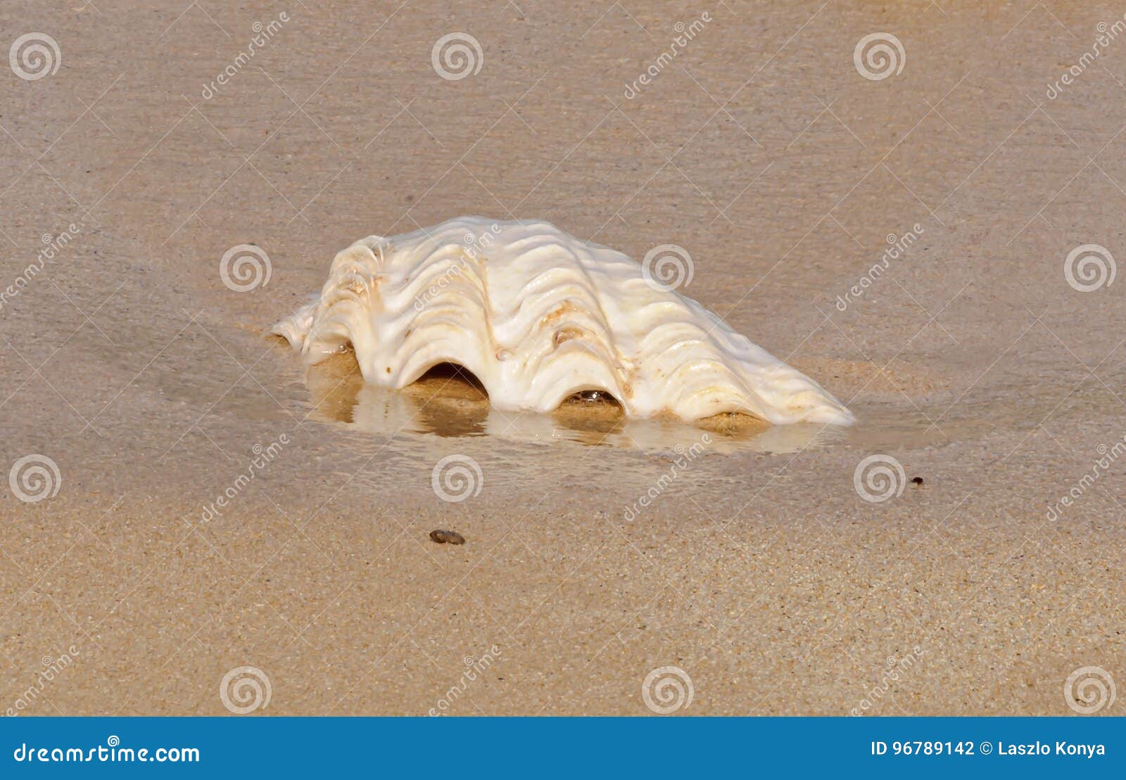 Sea Shell - Espiritu Santo stock photo. Image of santo - 96789142