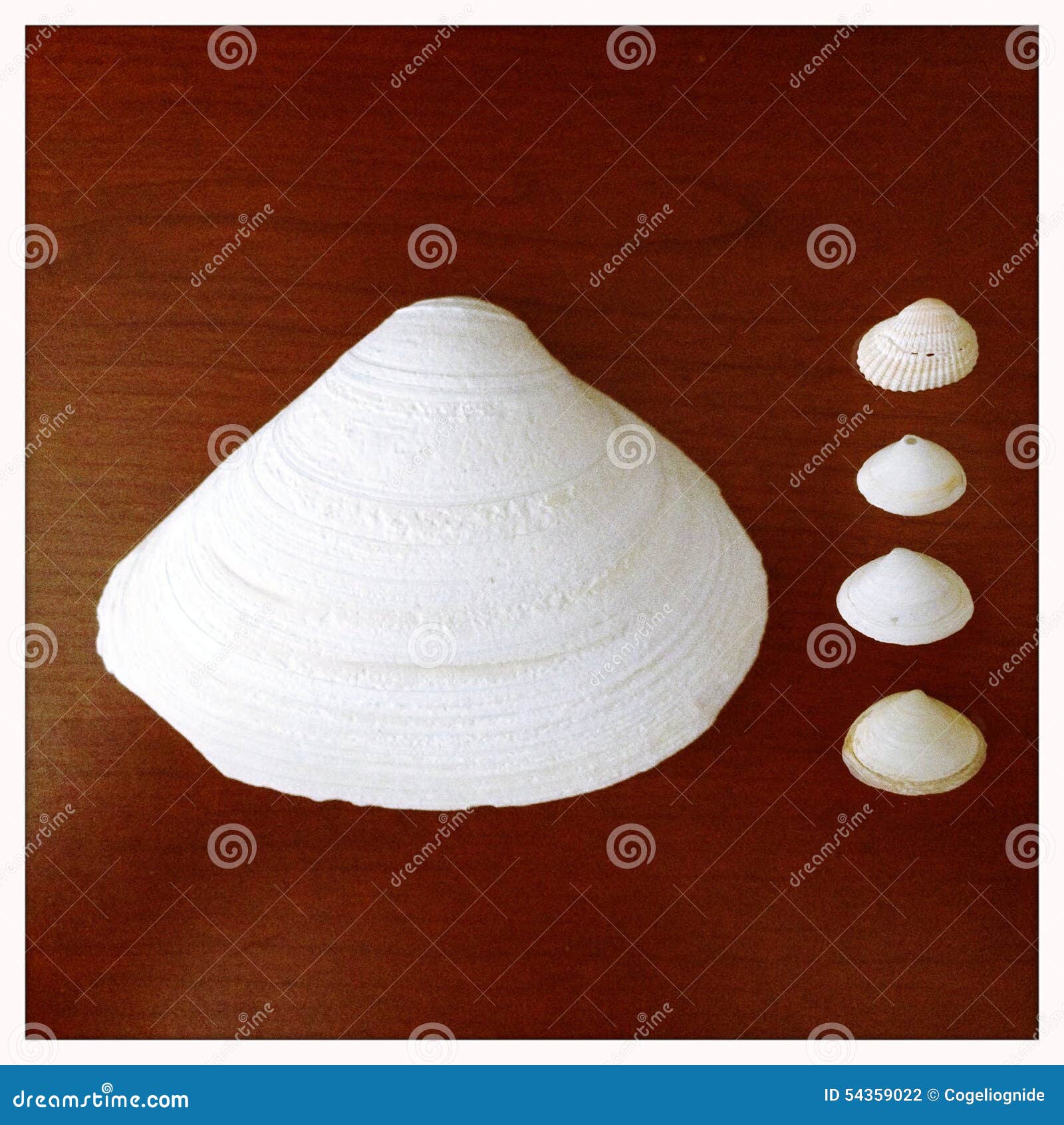 Sea shell family stock photo. Image of seashell, collecting - 54359022