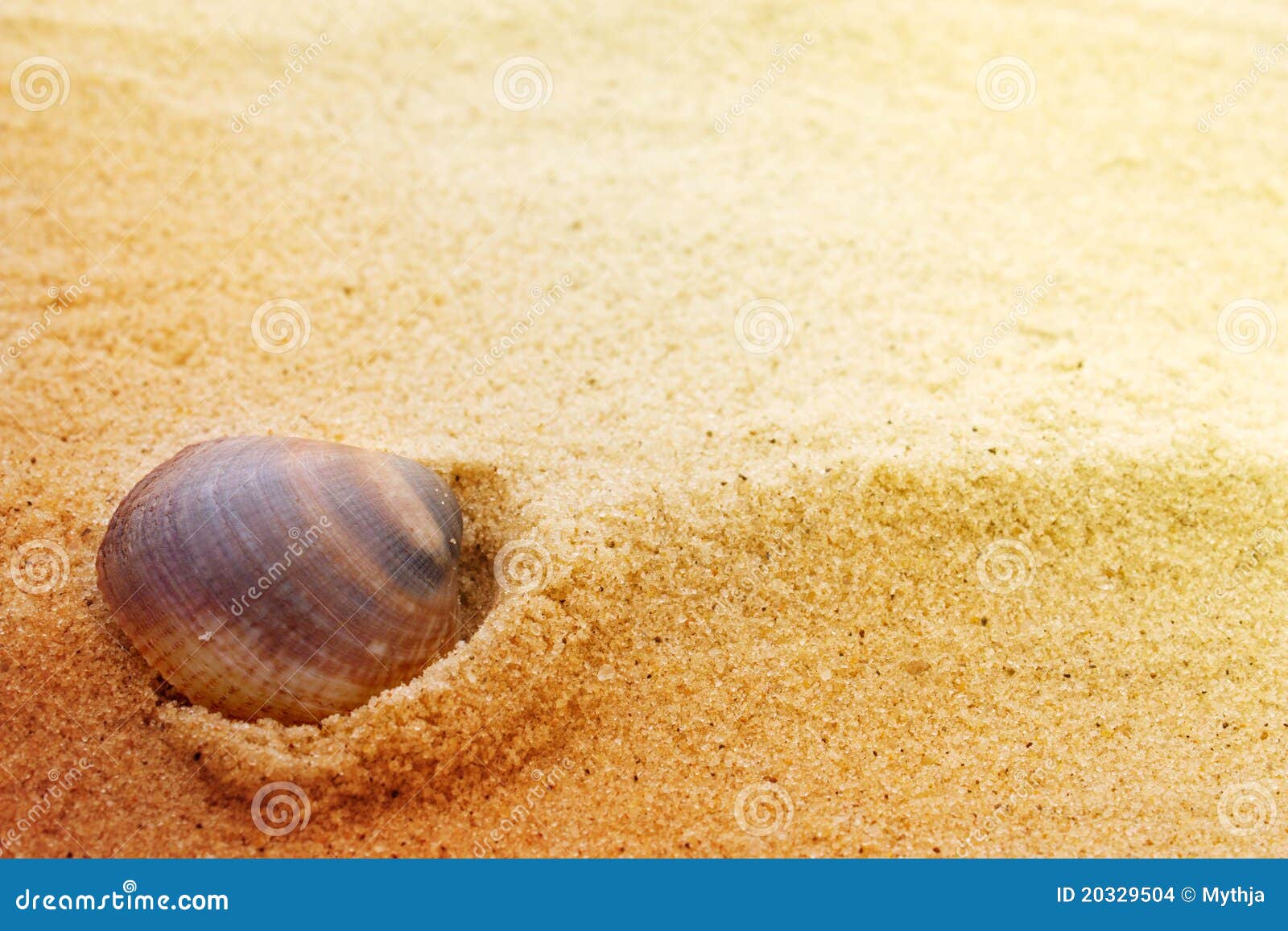 Sea shell on fine sand stock photo. Image of beach, beauty - 20329504