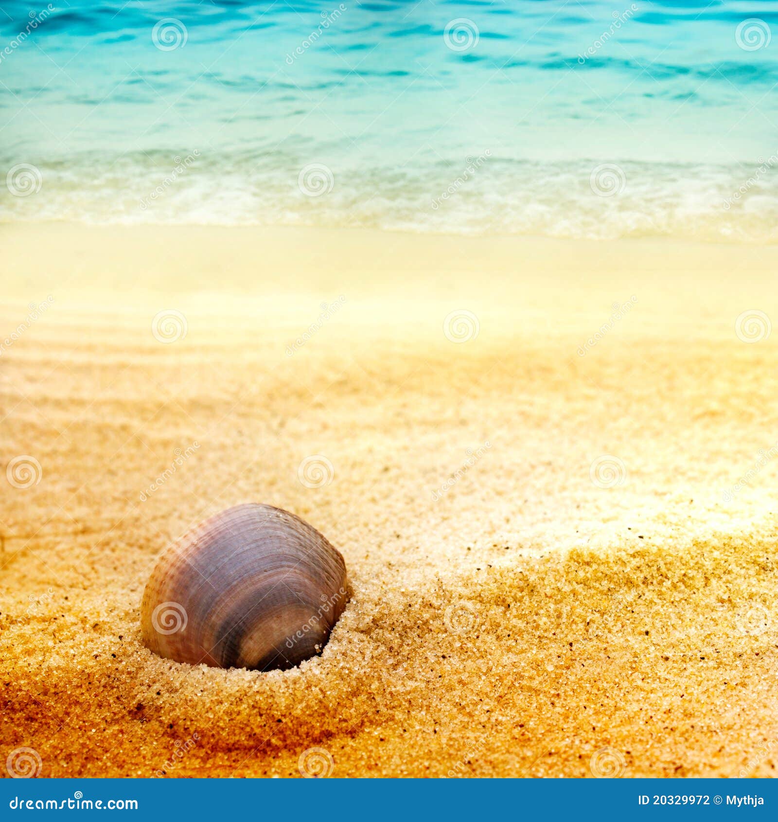 Sea shell on fine sand stock photo. Image of coast, copy - 20329972