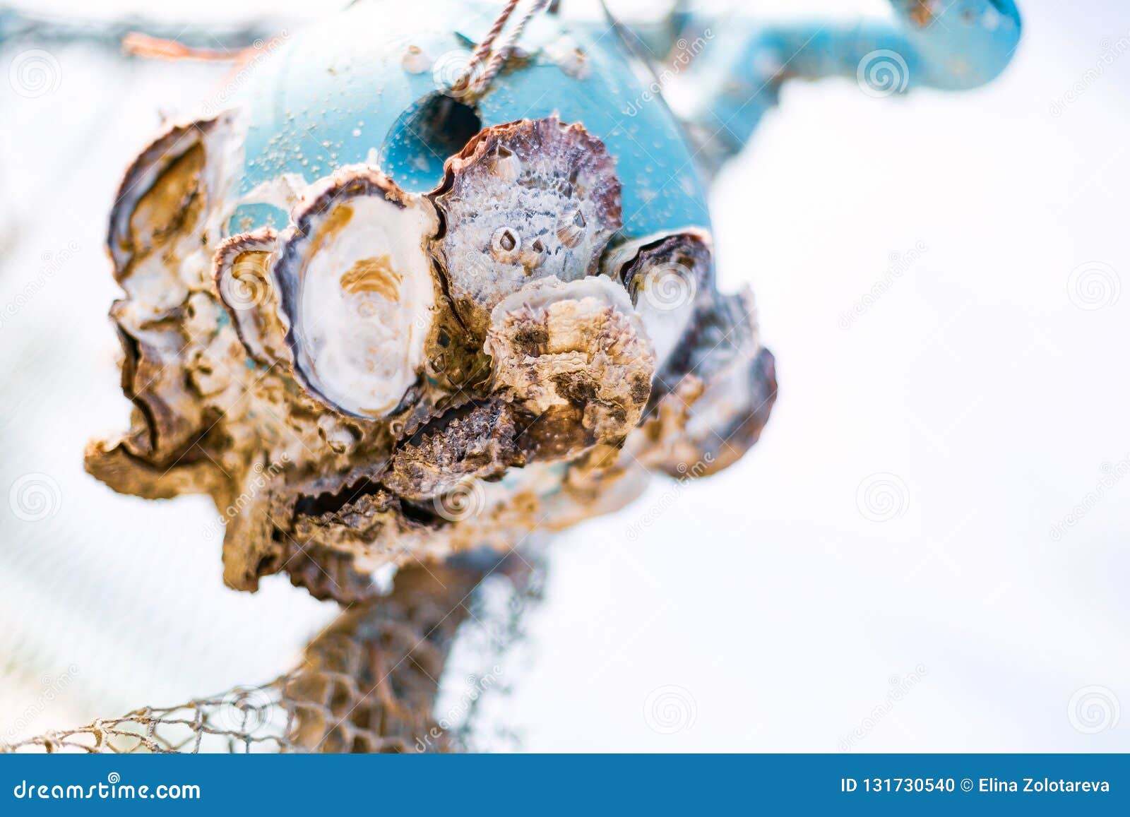 Sea Shell on Fish Net Close Up Stock Photo - Image of copy, fishing ...