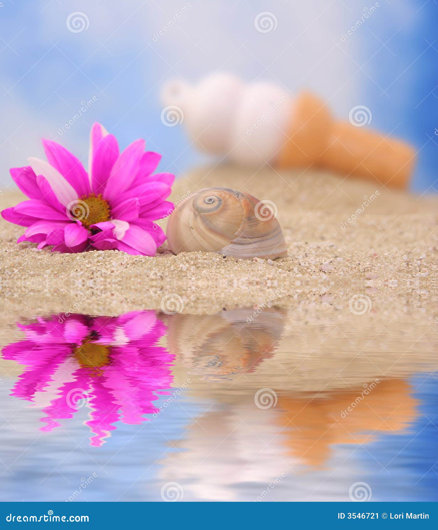 Sea Shell And Flower Picture. Image: 3546721