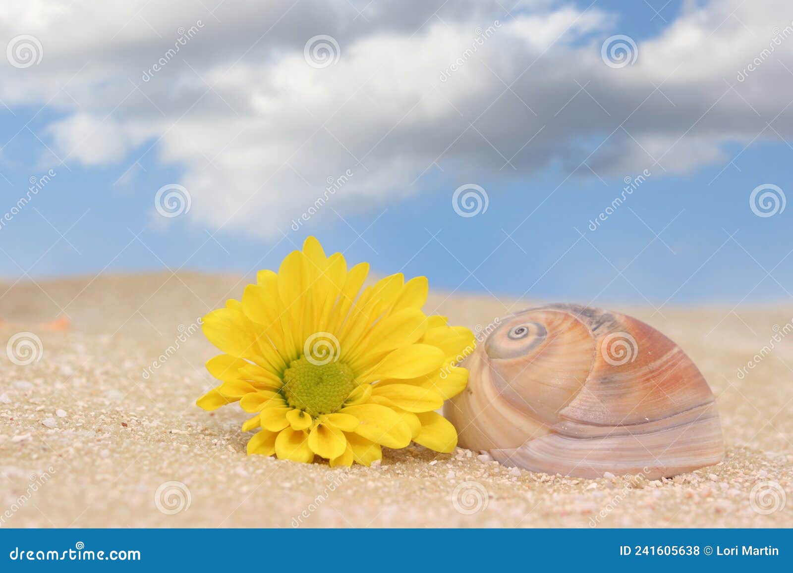 Sea Shell and Flower on Sandy Beach Stock Photo - Image of shore ...