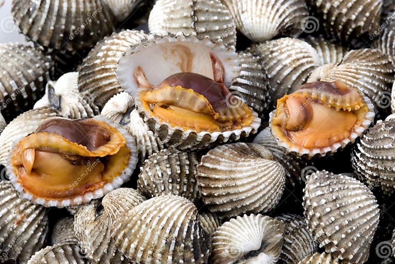 Sea shell for food 1. stock image. Image of object, inverterae - 19017651