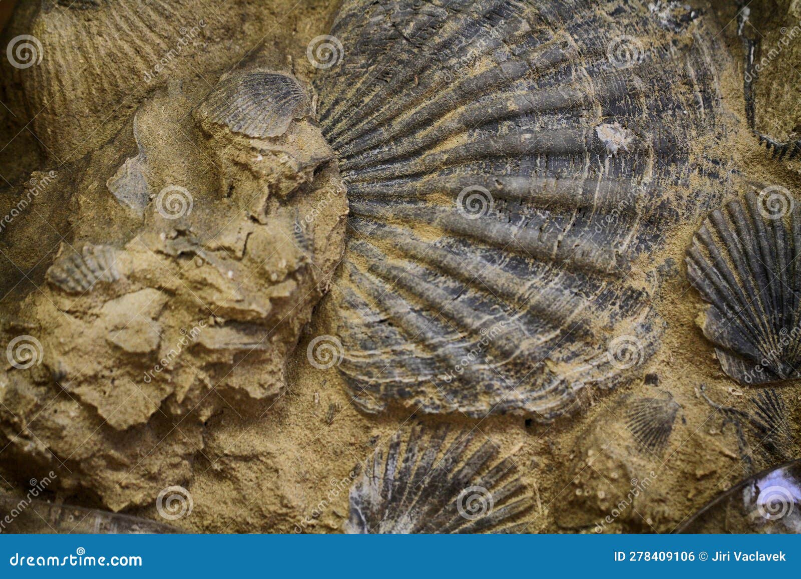 Wierd Shell That Has A Face And A Smile Royalty-Free Stock Photo ...