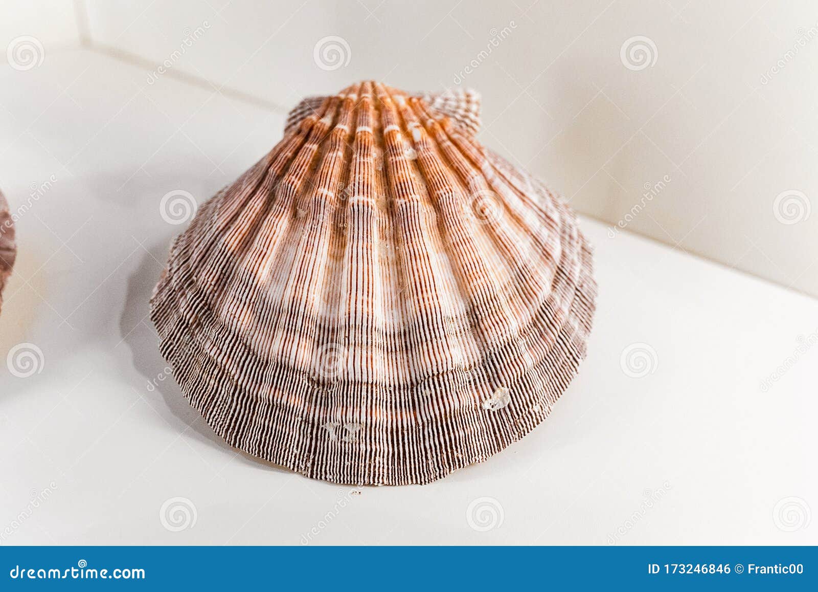 Seashell Fossil In Harvard Museum Of Natural History Editorial Photo ...