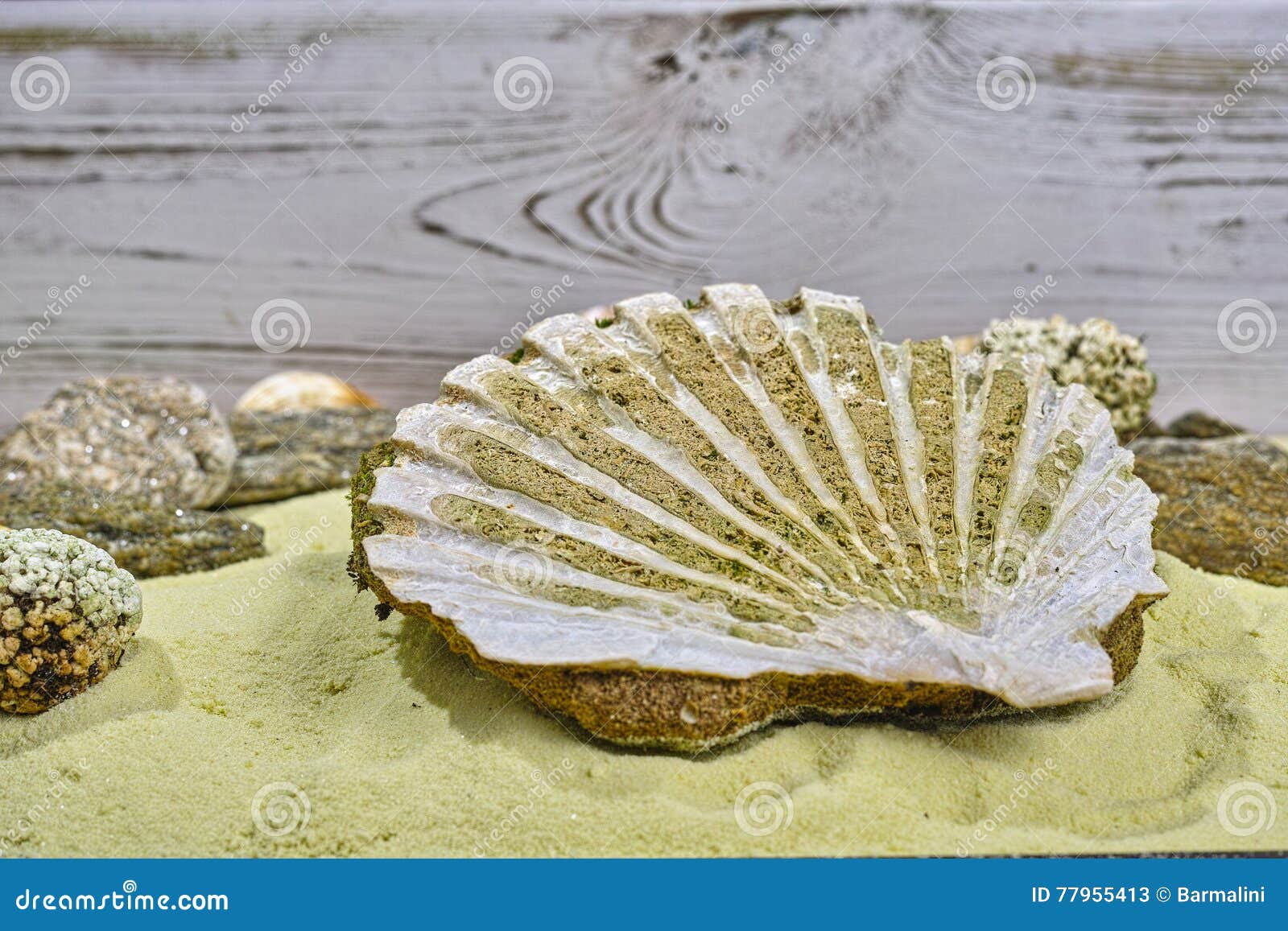Sea Shell Fossil on the Yellow Sand Close Up Stock Image - Image of ...