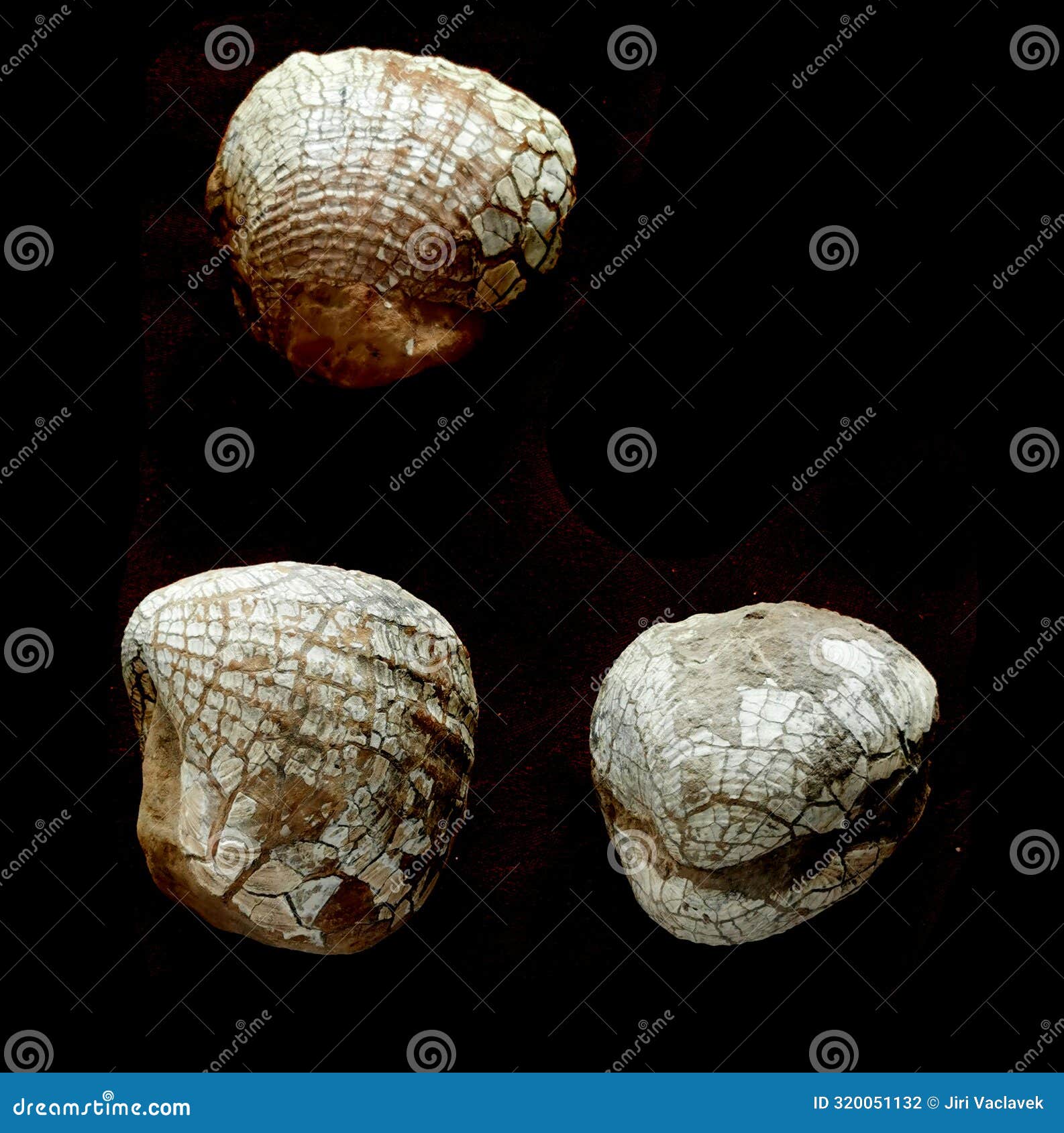 Sea shell fossils stock photo. Image of rainbow, fossil - 320051132
