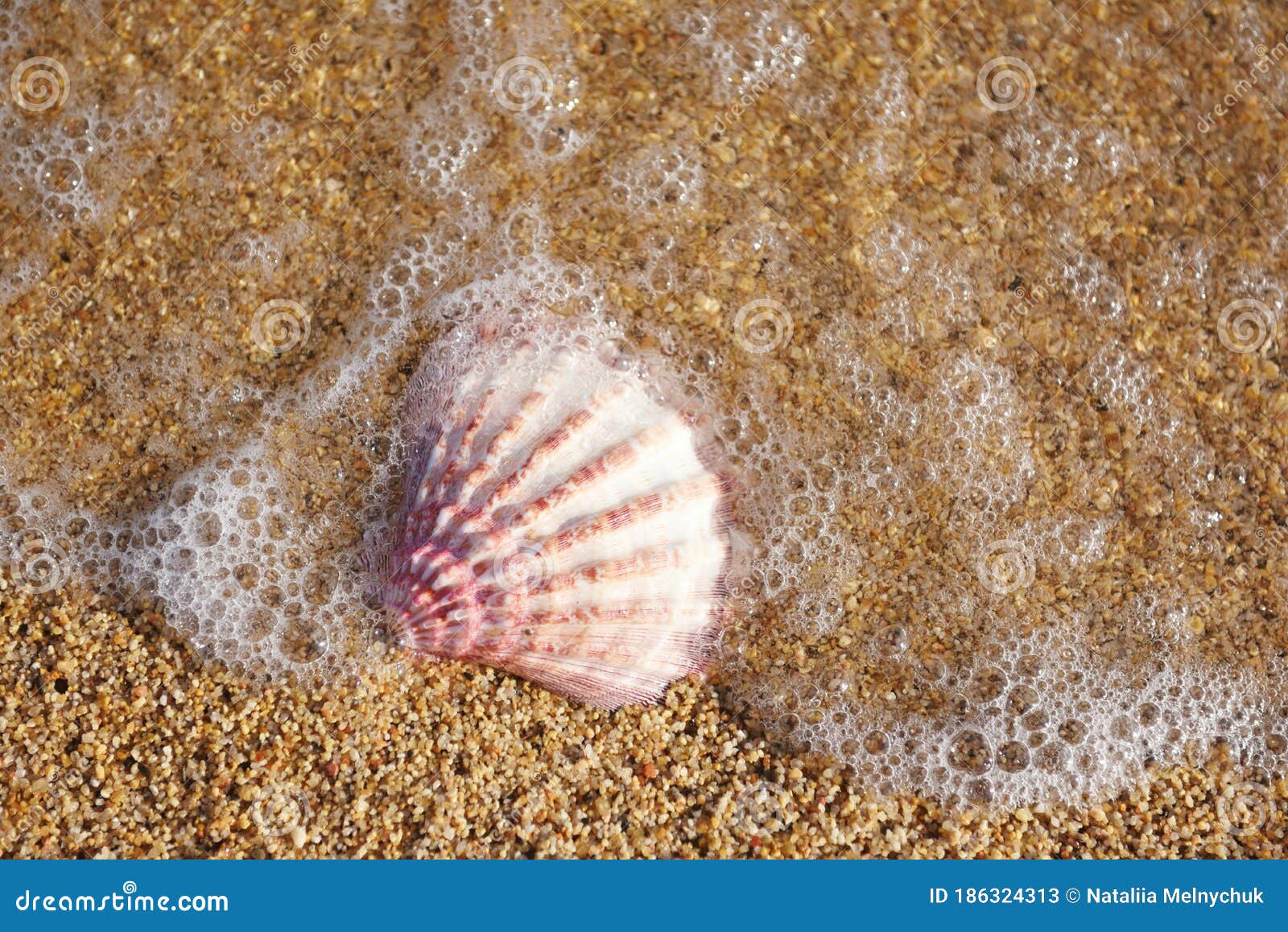 A Sea Shell Found on the Sand at the Beach. Texture of Wet Sand with ...