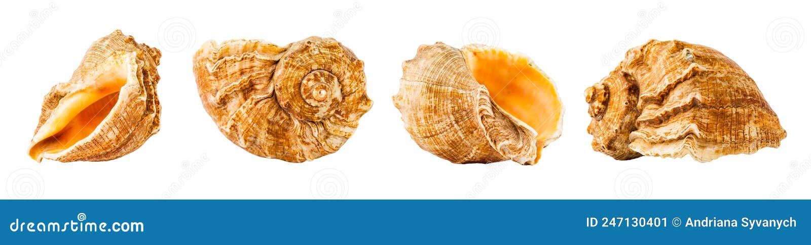 Sea Shell from Four Different Angles Isolated Stock Image - Image of ...