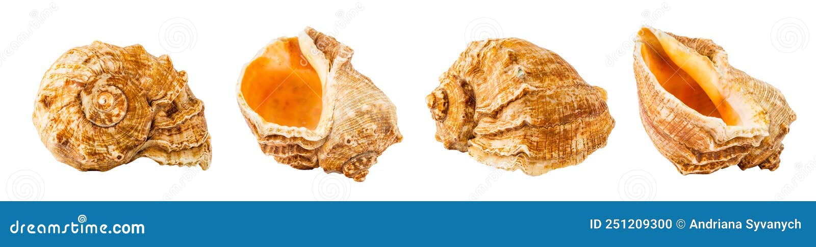 Sea Shell from Four Different Angles Isolated Stock Photo - Image of ...