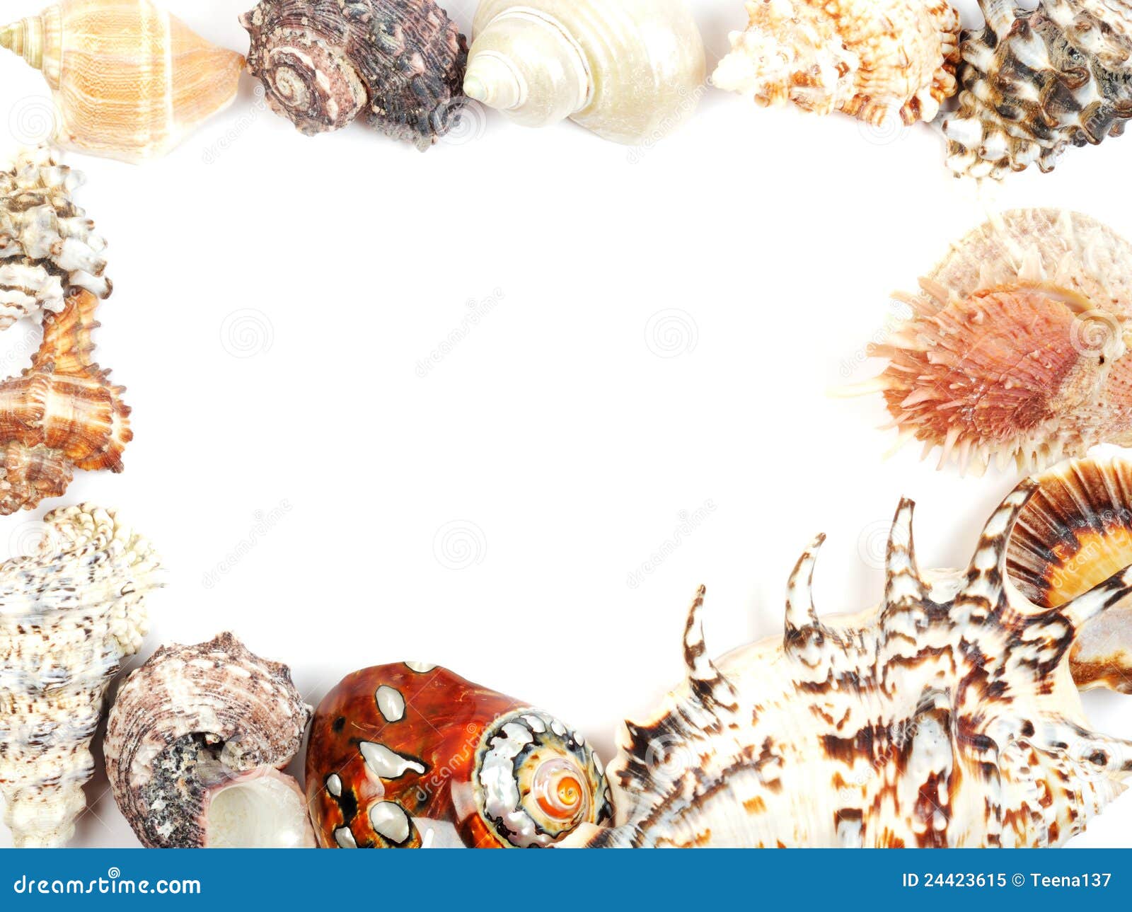 Sea shell frame stock image. Image of nature, mollusk - 24423615
