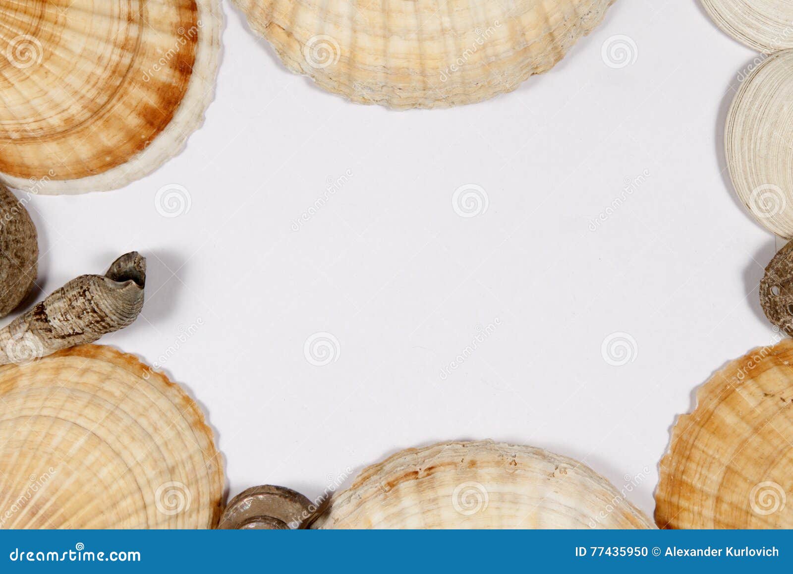 Sea Shell Frame Border Background. Top View. Stock Photo - Image of ...