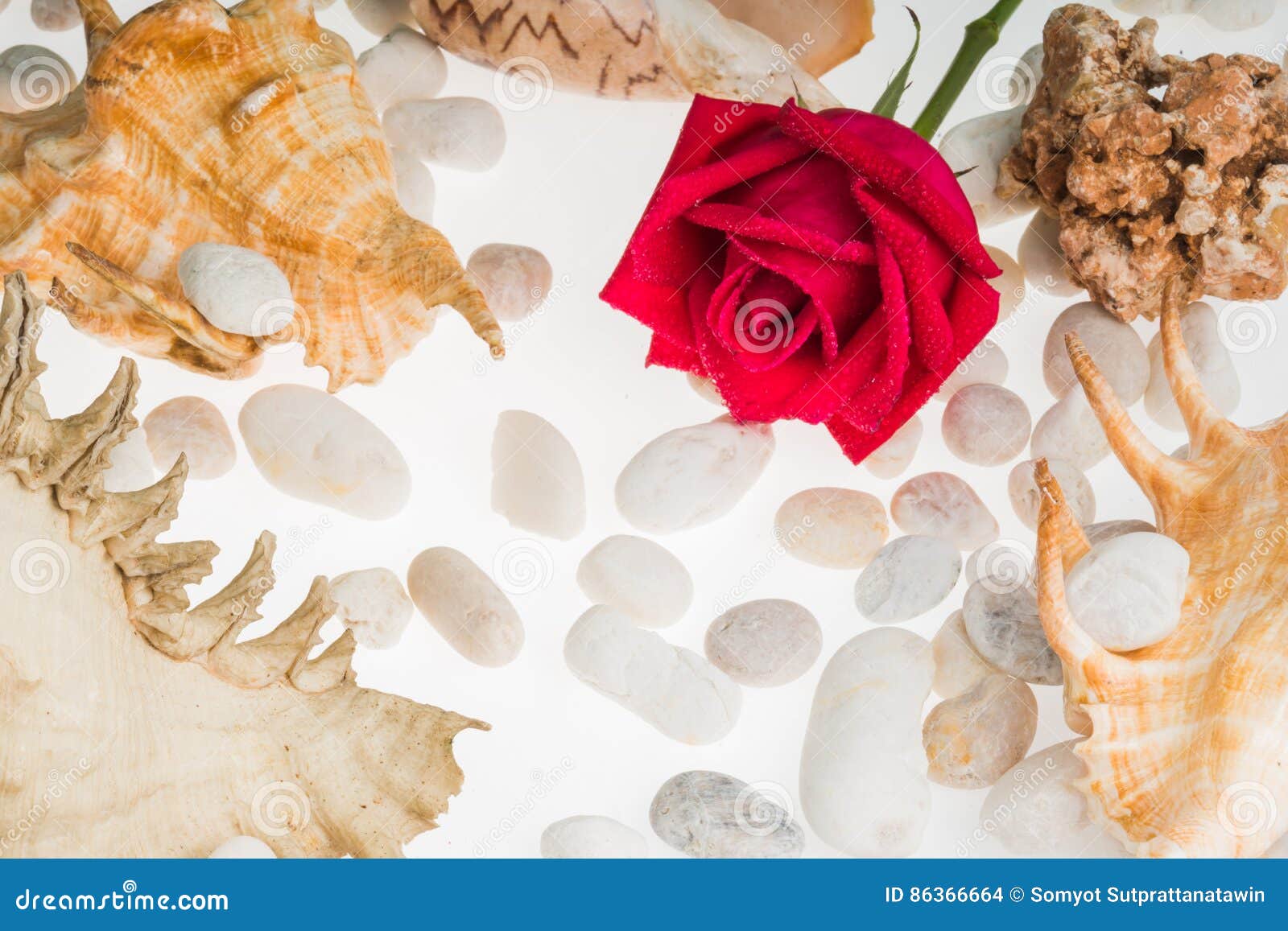 Sea Shell and Red Rose Texture White Background Stock Photo - Image of ...