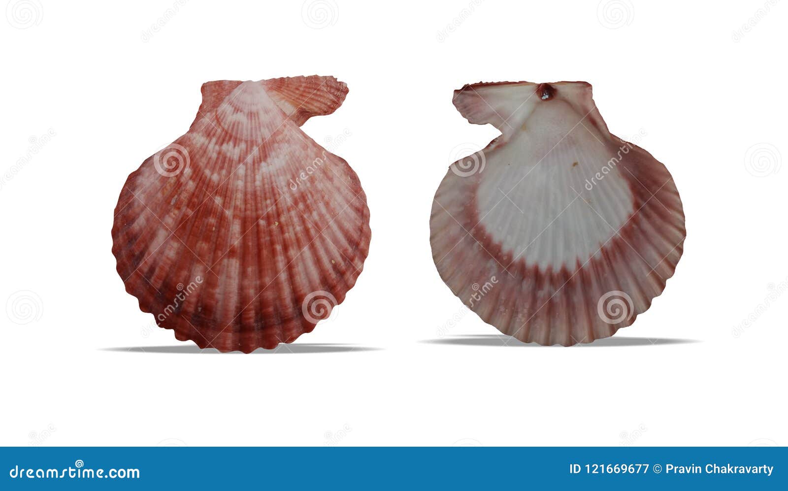 Sea Shell Front and Back with White Background Wallpaper, Stock Image ...