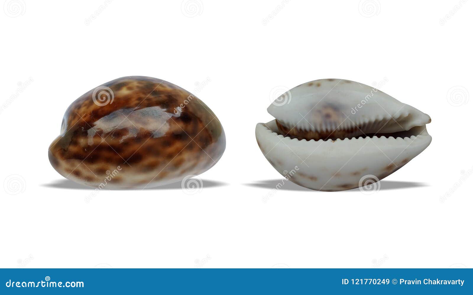 Sea Shell Front and Back with White Background Wallpaper, Stock Image ...