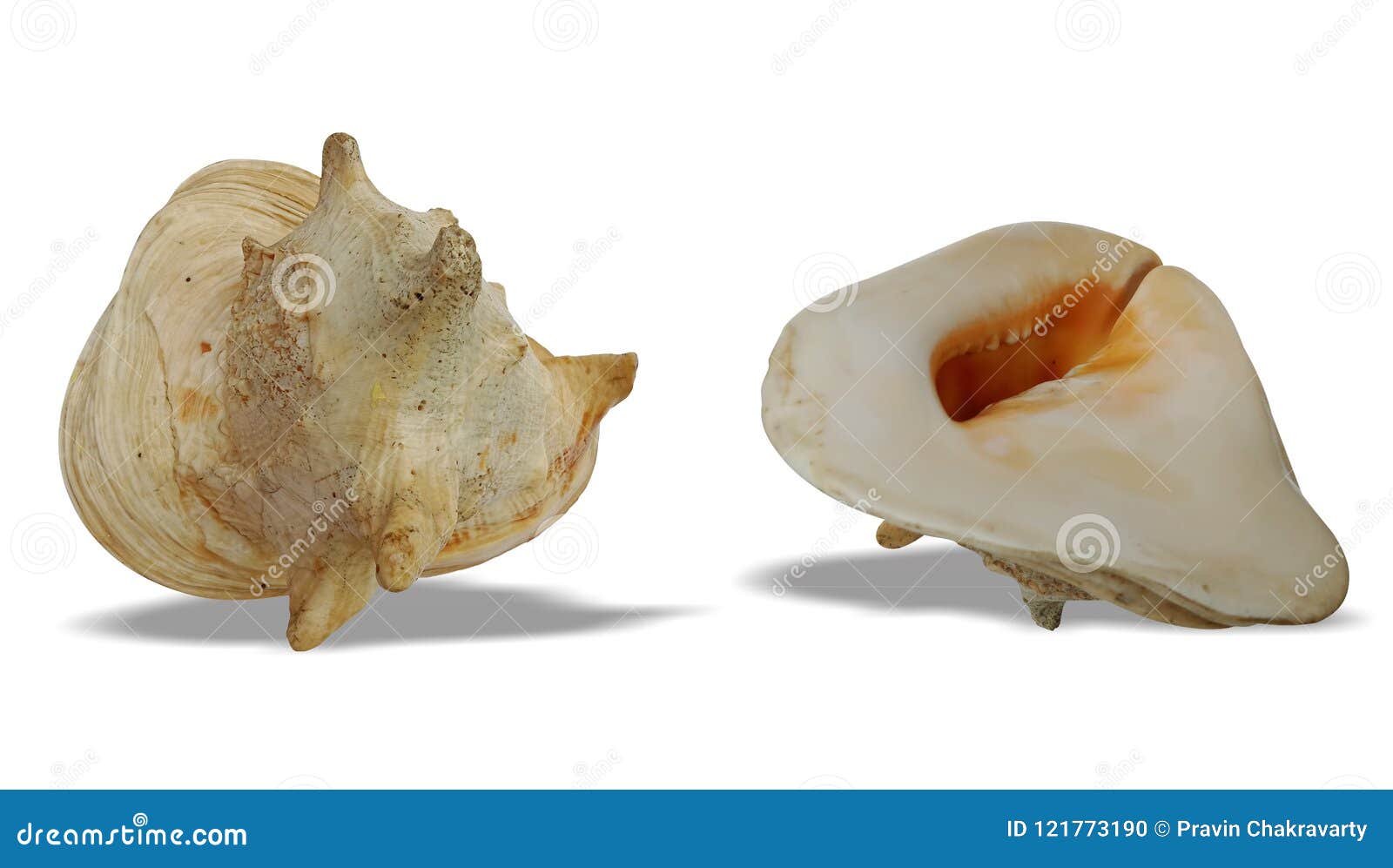 Sea Shell Front and Back with White Background Wallpaper, Stock Photo ...