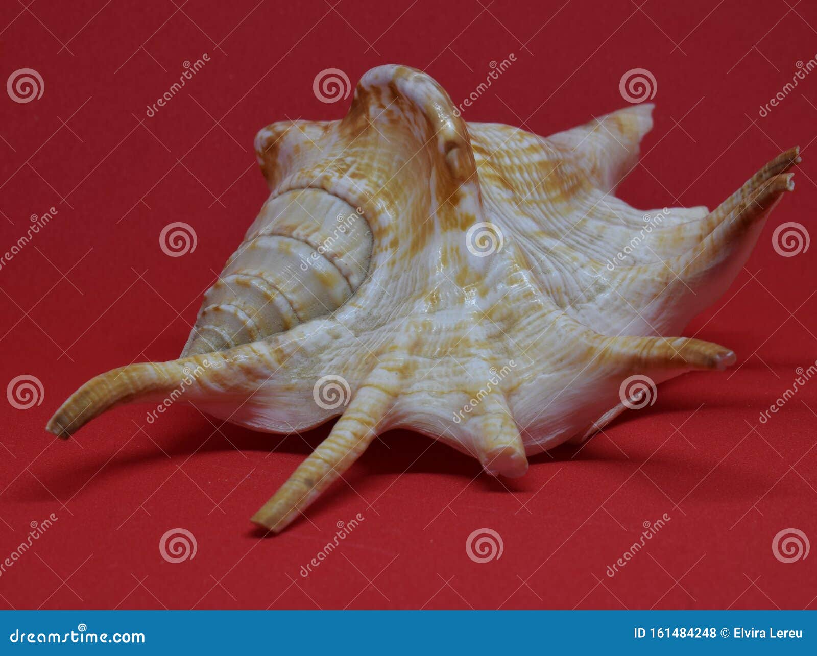 Sea Shell Front View on Red Background Stock Photo - Image of rest ...