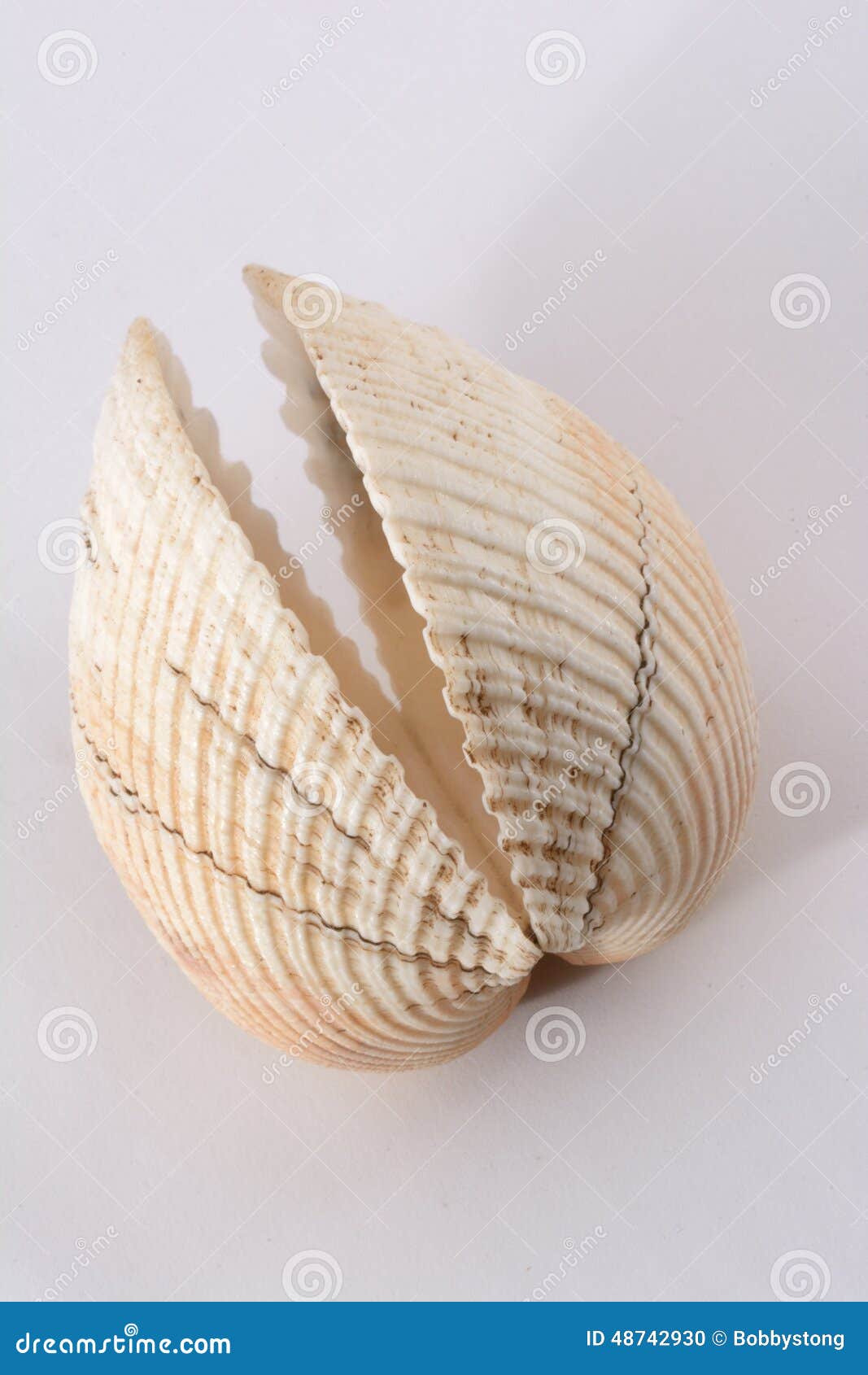 Sea Shell stock photo. Image of natural, beautiful, life - 48742930