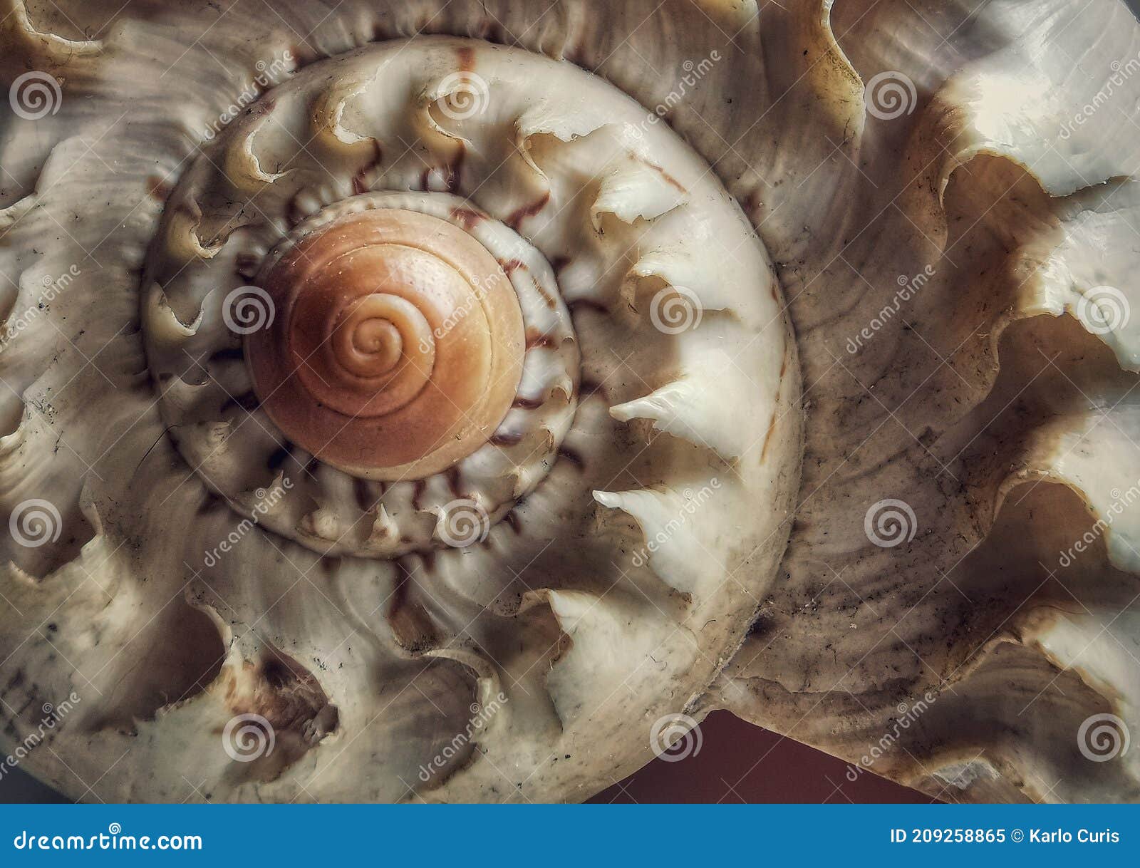 Sea Shell Geometrically Shaped Stock Image - Image of food, shell ...