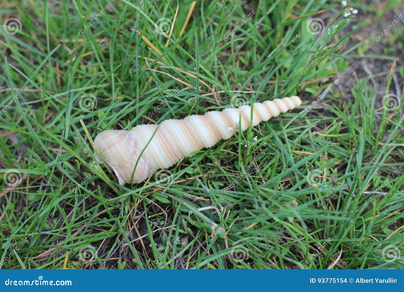 Sea shell on the grass stock photo. Image of plant, leaf - 93775154
