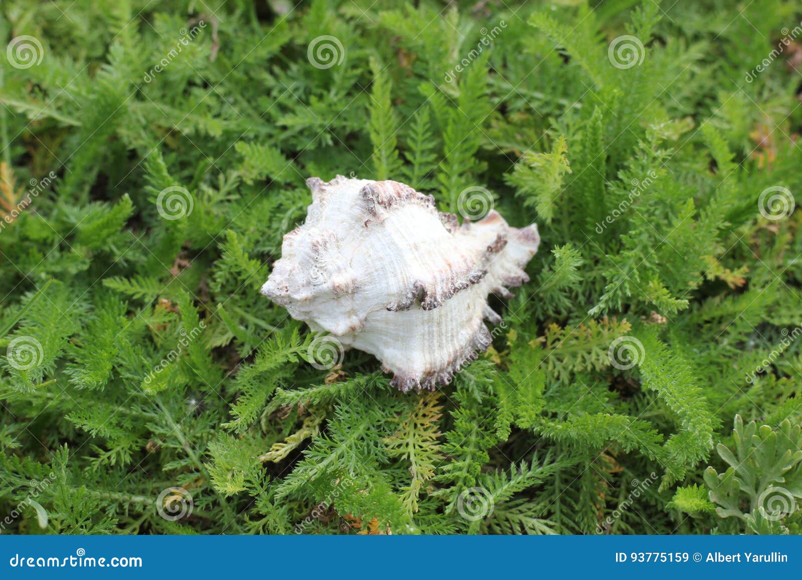 Sea shell on the grass stock image. Image of moss, outdoor - 93775159