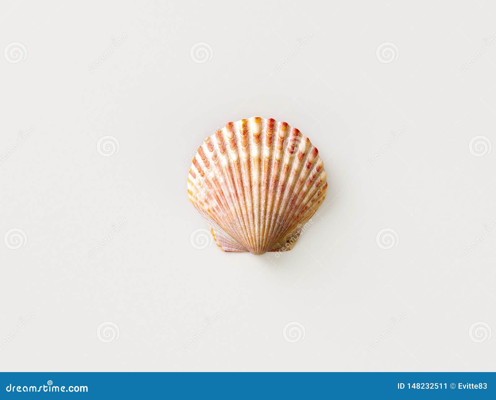 Sea Shell On Gray Minimal Style Background. Travel Concept. 3D Model ...