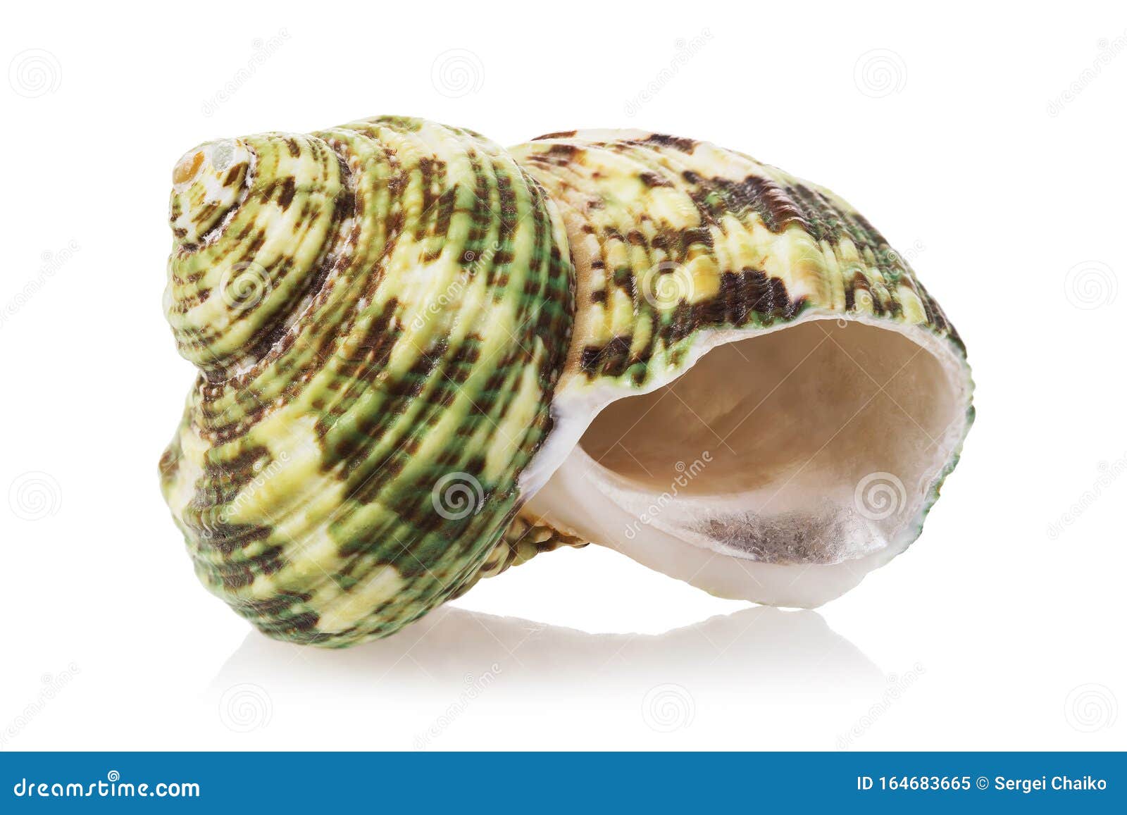 Sea Shell with Green Isolated. Stacked Photo Stock Image - Image of ...