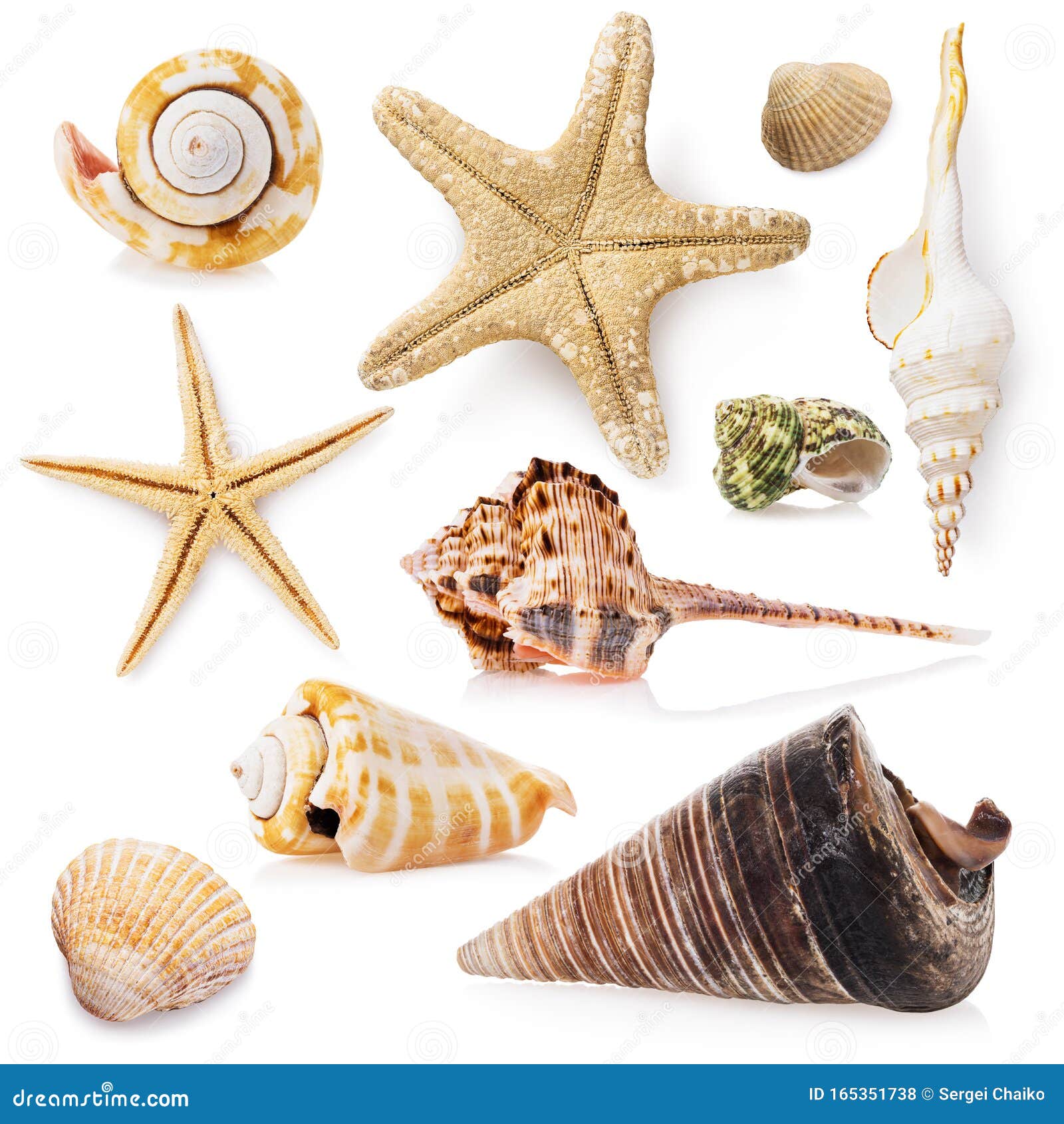 Sea Shell with Green Isolated. Stacked Photo Stock Photo - Image of ...