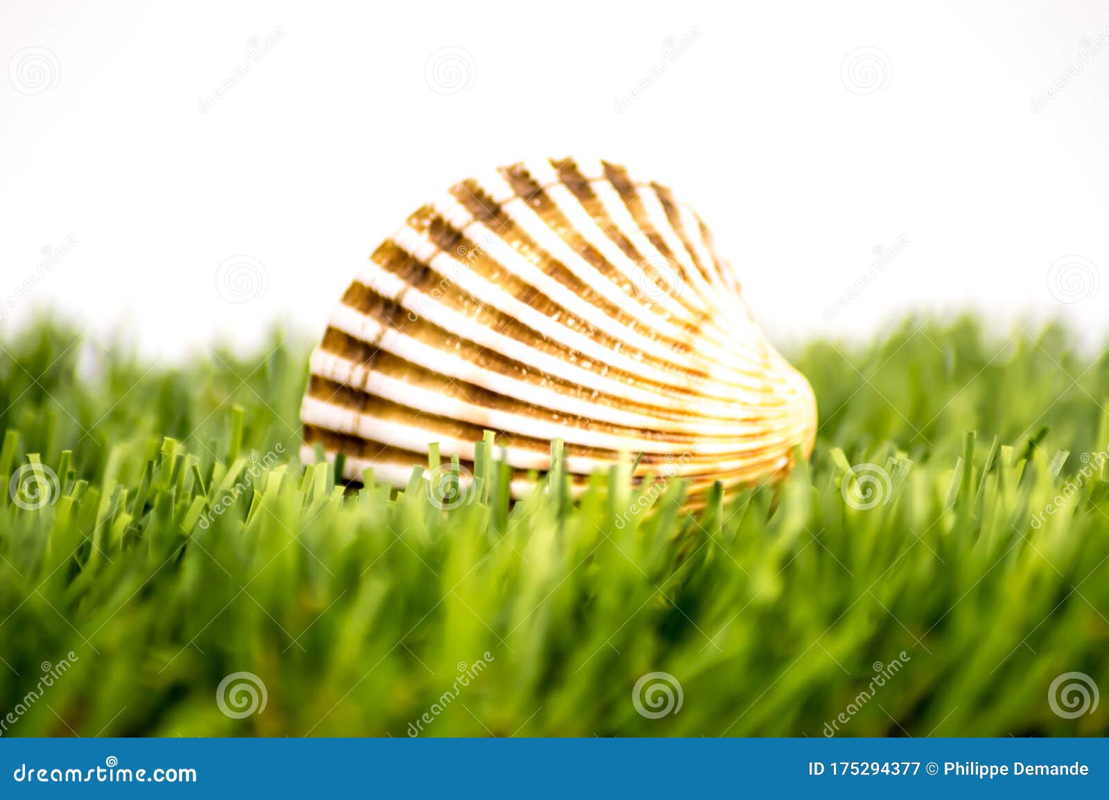 Sea shell on a green lawn stock image. Image of vintage - 175294377