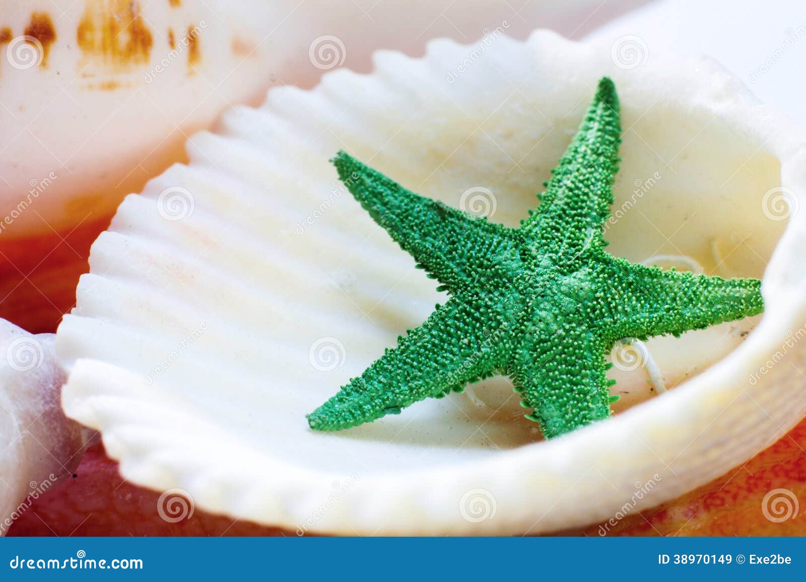 Sea shell stock image. Image of color, horizontal, seashells - 38970149