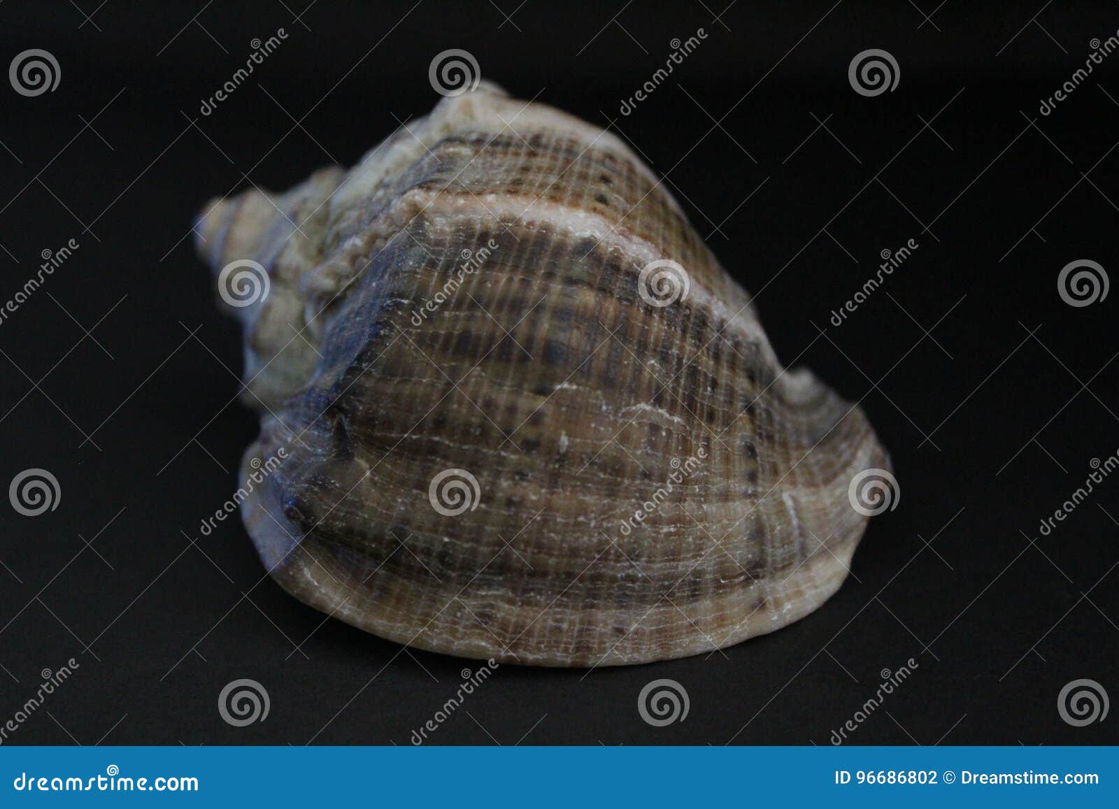 Sea shell stock photo. Image of casing, housing, curve - 96686802