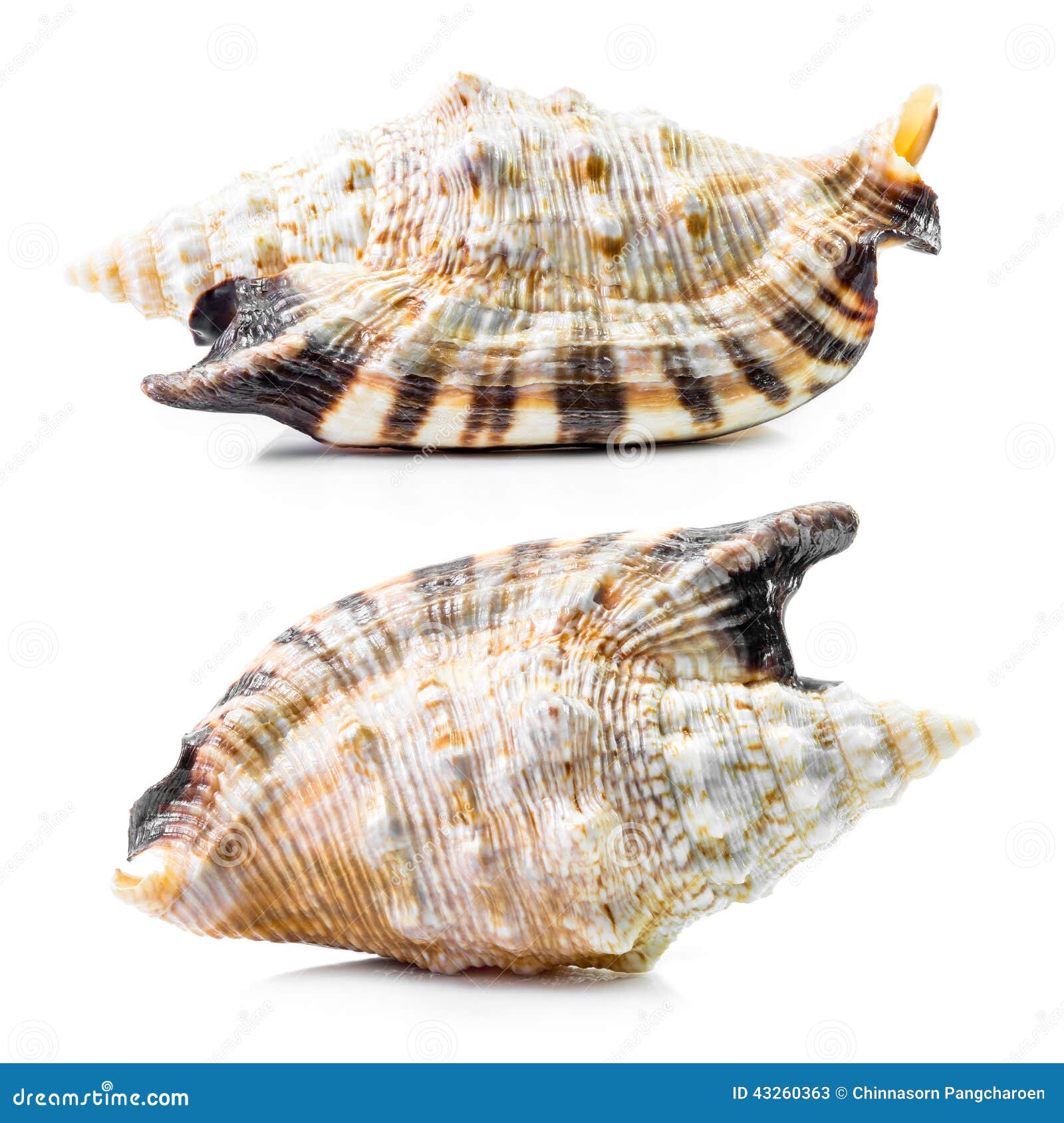 Sea shell group stock image. Image of seafood, pattern - 43260363