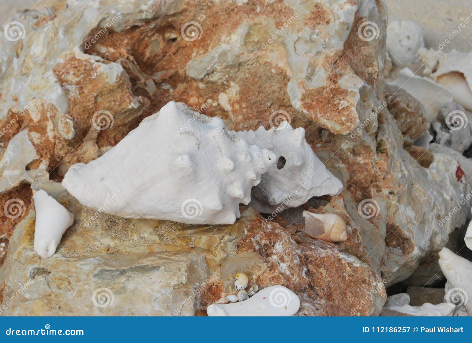 Sea Shell with Group of Shells Stock Image - Image of group, beach ...