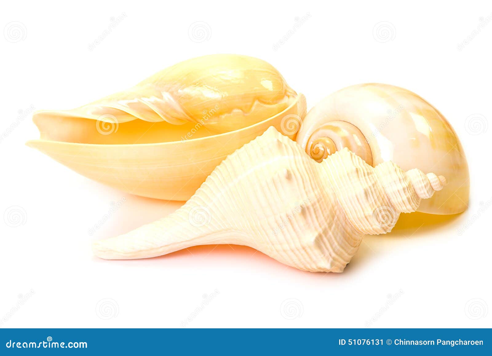 Sea shell group stock image. Image of marine, curve, mollusk - 51076131