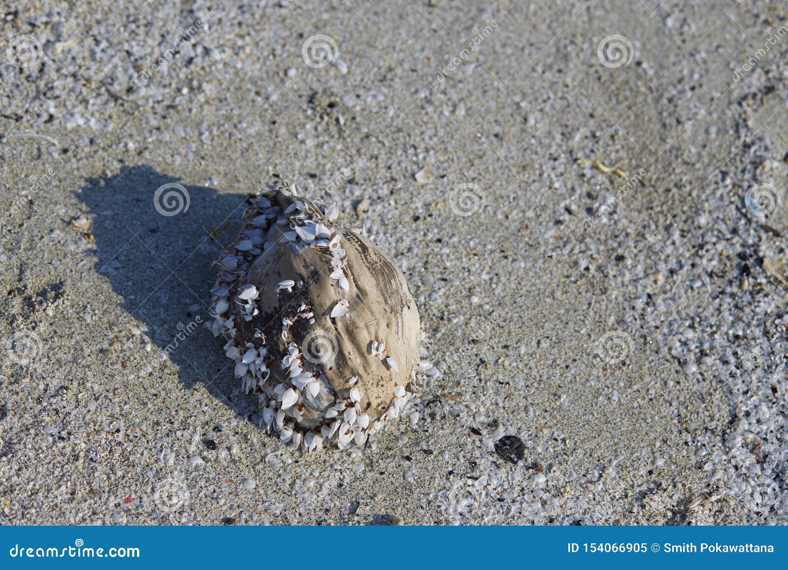 Sea Shell Growth on the Garbage, Beach Pollution Stock Image - Image of ...