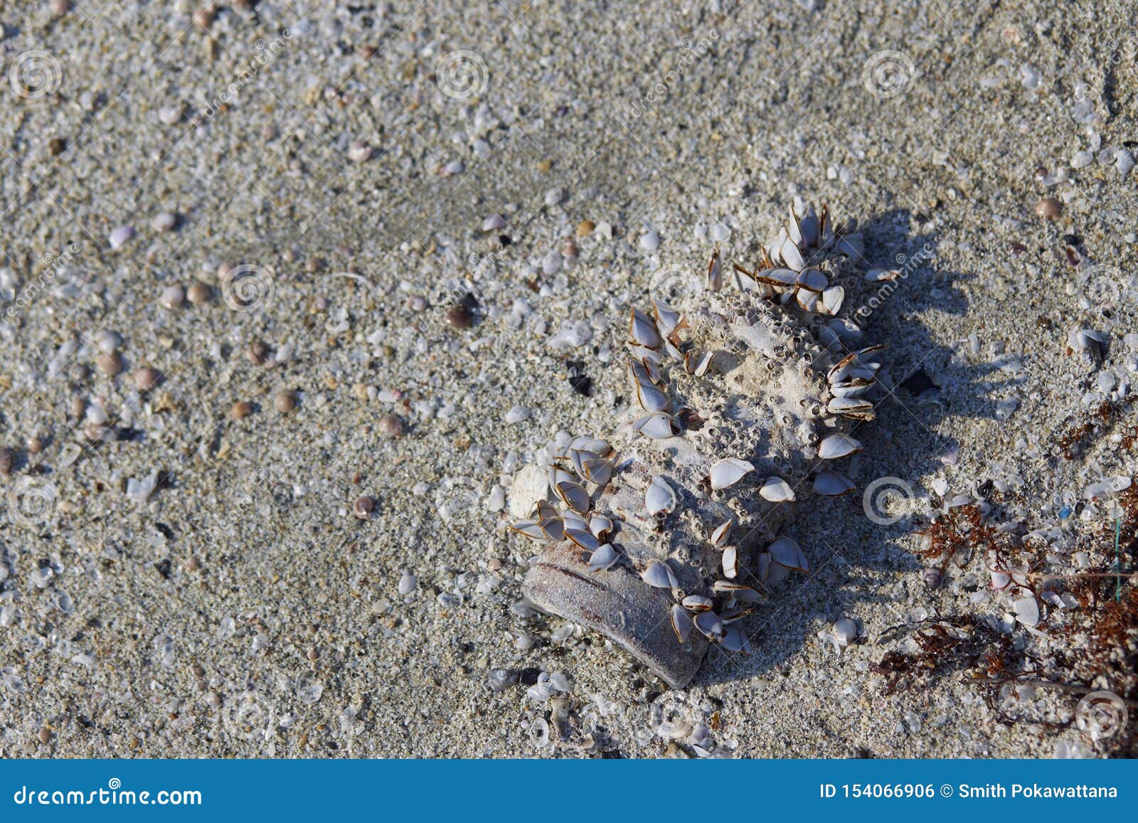 Sea Shell Growth on the Garbage, Beach Pollution Stock Photo - Image of ...