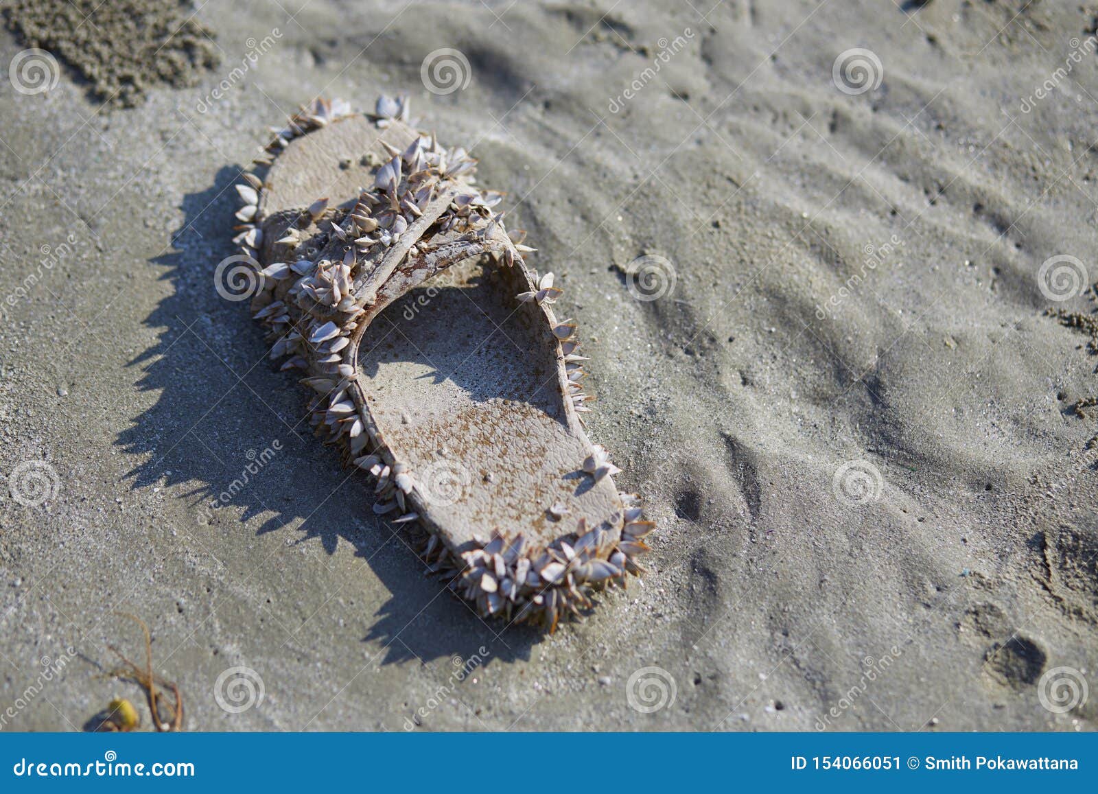 Sea Shell Growth on the Sandals, Beach Pollution Stock Image - Image of ...