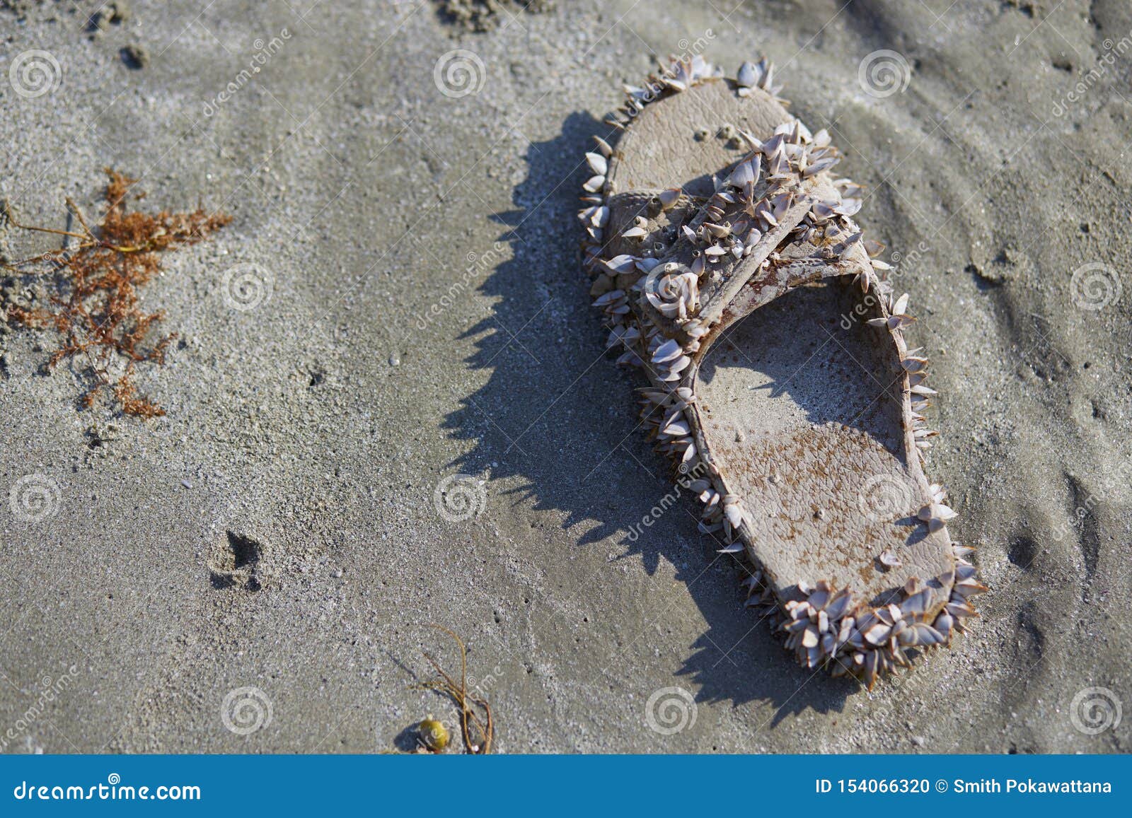 Sea Shell Growth on the Sandals, Beach Pollution Stock Photo - Image of ...