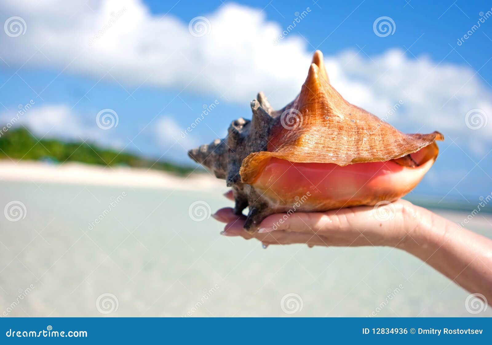 Sea shell on hand stock photo. Image of beach, blue, beautiful - 12834936