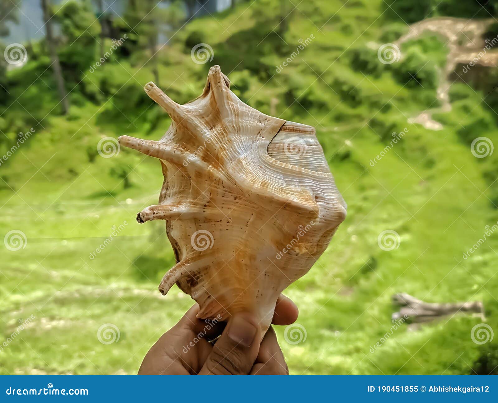 A sea shell on hand. stock image. Image of shell, tree - 190451855
