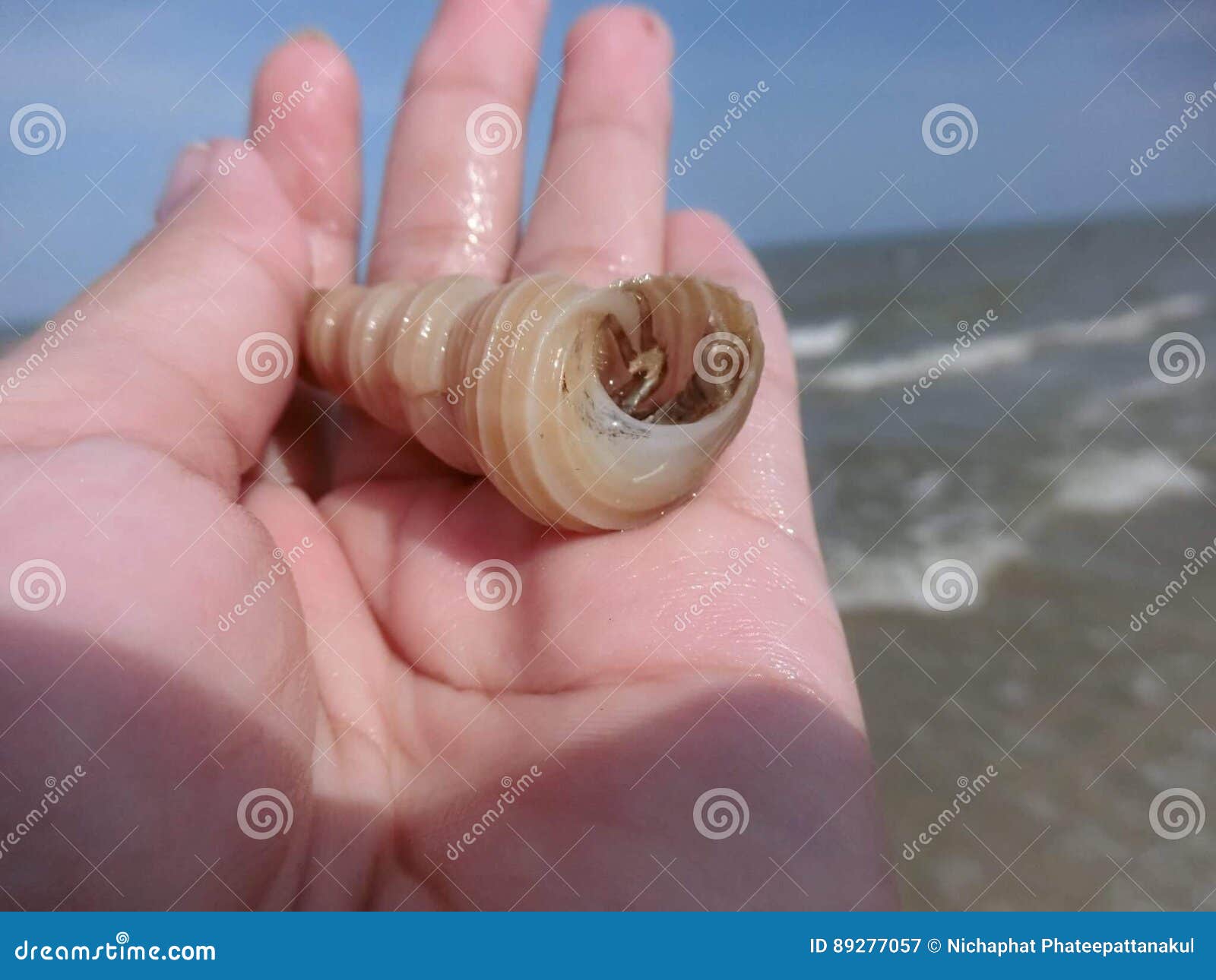 Sea stock image. Image of hand, shell, animals, hermit - 89277057