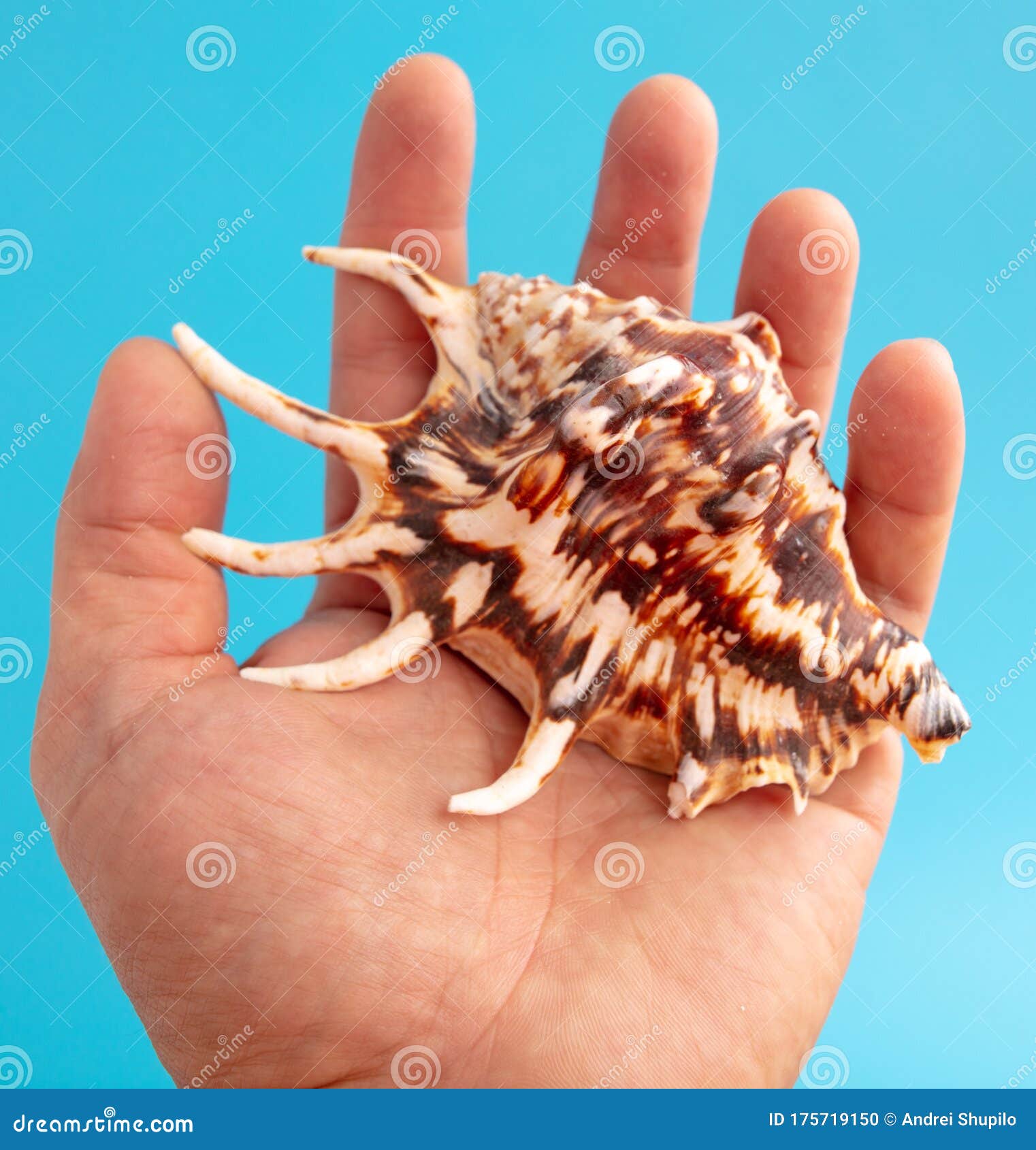 Sea Shell in Hand Isolated on a Blue Background Stock Photo - Image of ...