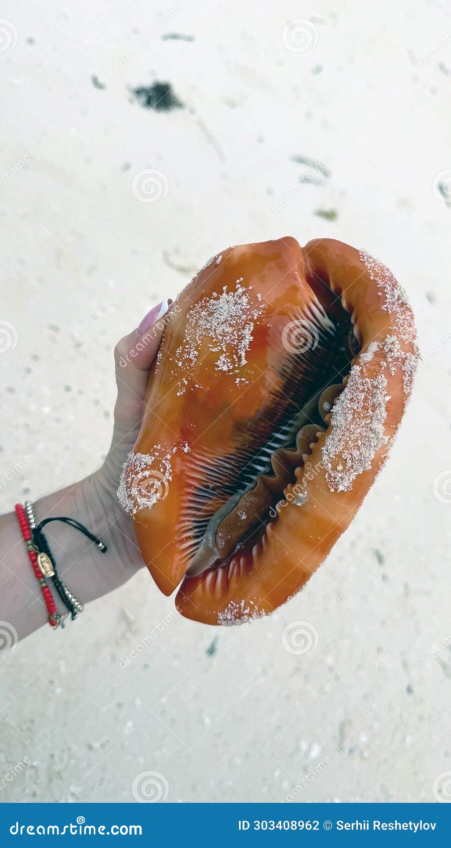 Sea Shell in Hand on the White Sand Beach. Sea Shell in Hand Stock ...