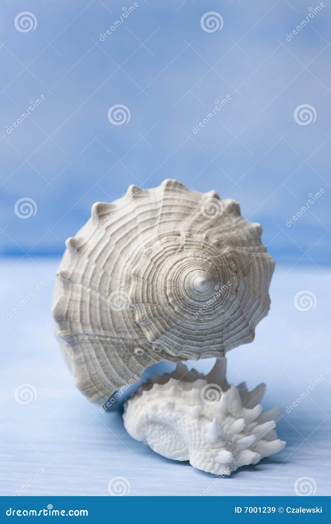 Sea Shell on Handpainted Blue Watercolor Stock Image - Image of copy ...